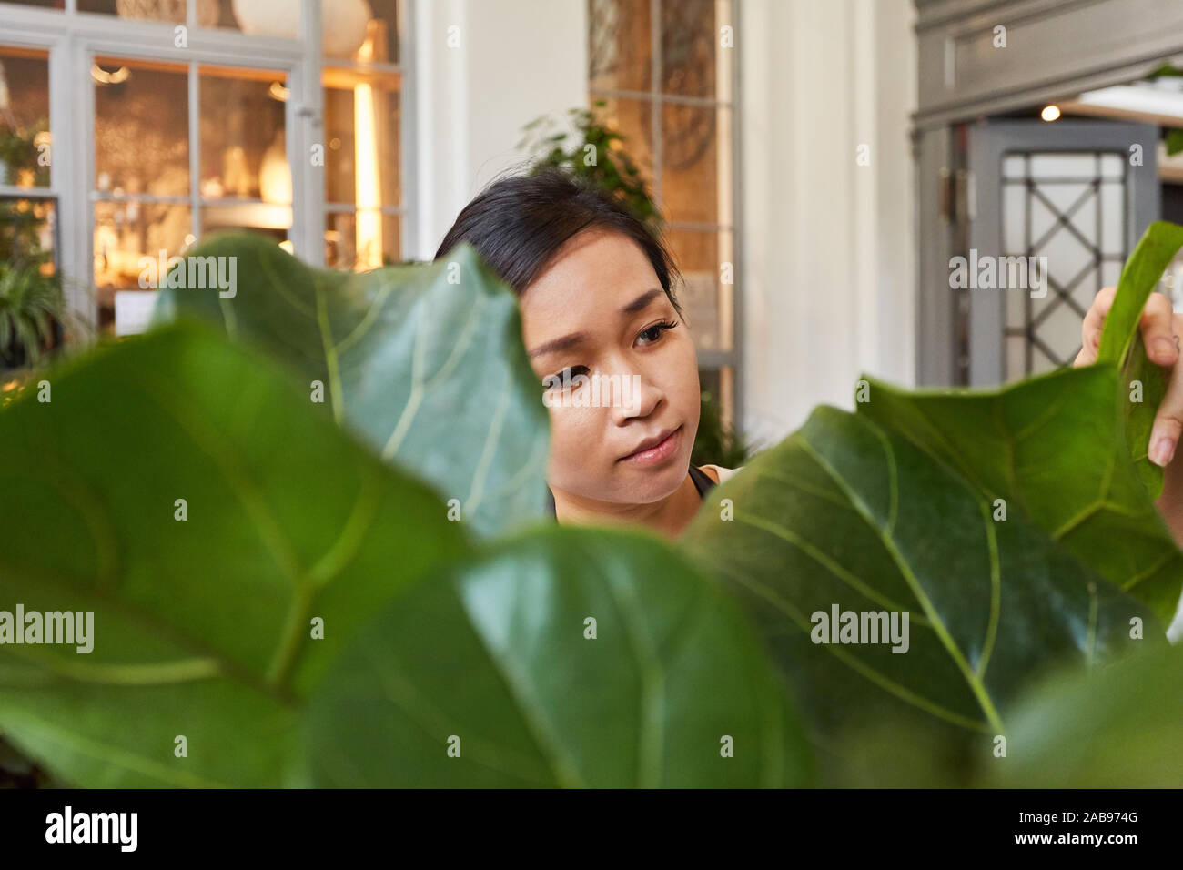 Florist controls green leaf quality and growth Stock Photo - Alamy