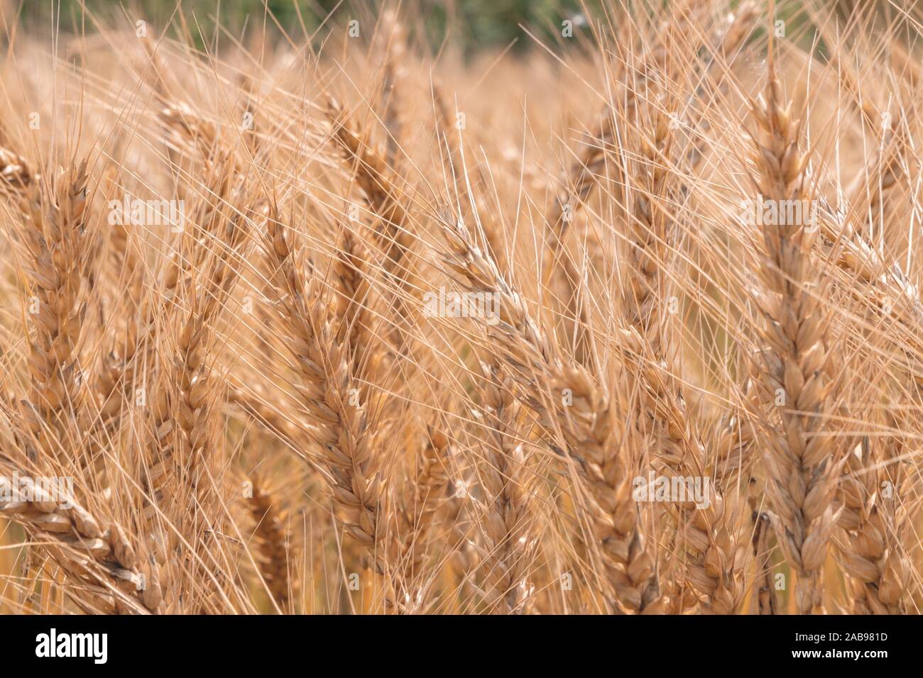 Harvest of barley hi-res stock photography and images - Alamy
