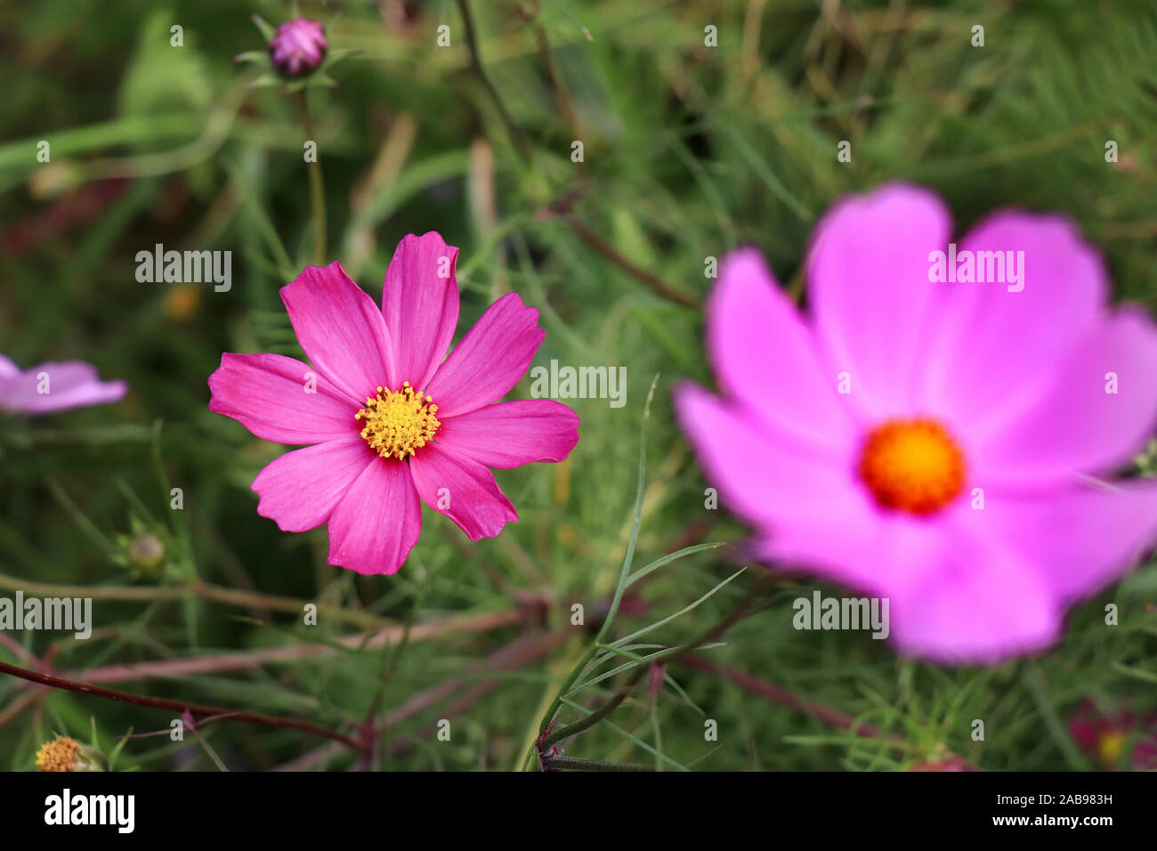 Beautiful purple Cosmos flowers in the garden. Violet flowers pictures ...