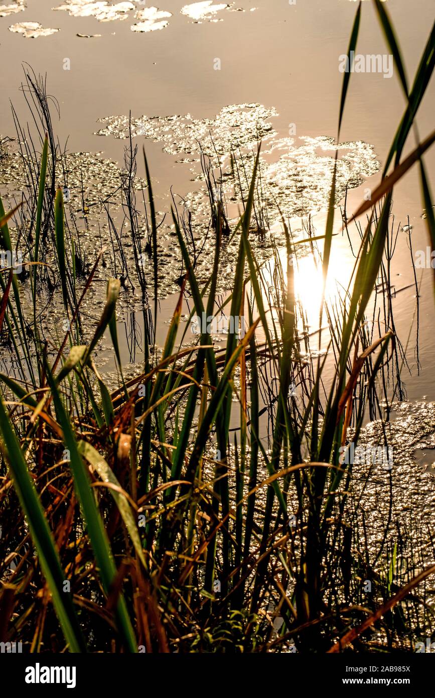 Cattail pond water hi-res stock photography and images - Alamy