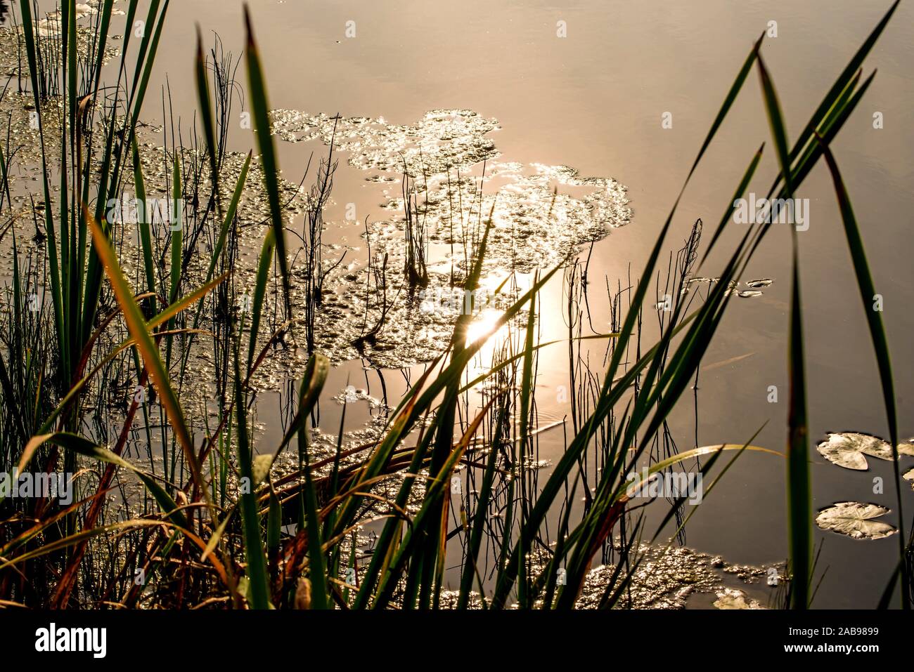 Cattail pond water hi-res stock photography and images - Alamy