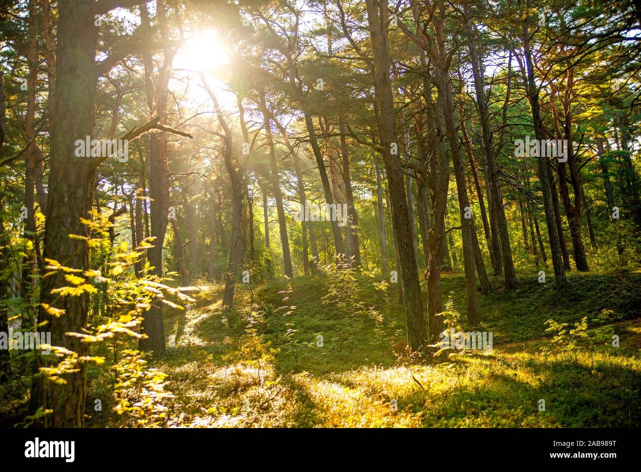 Light forest hi-res stock photography and images - Alamy