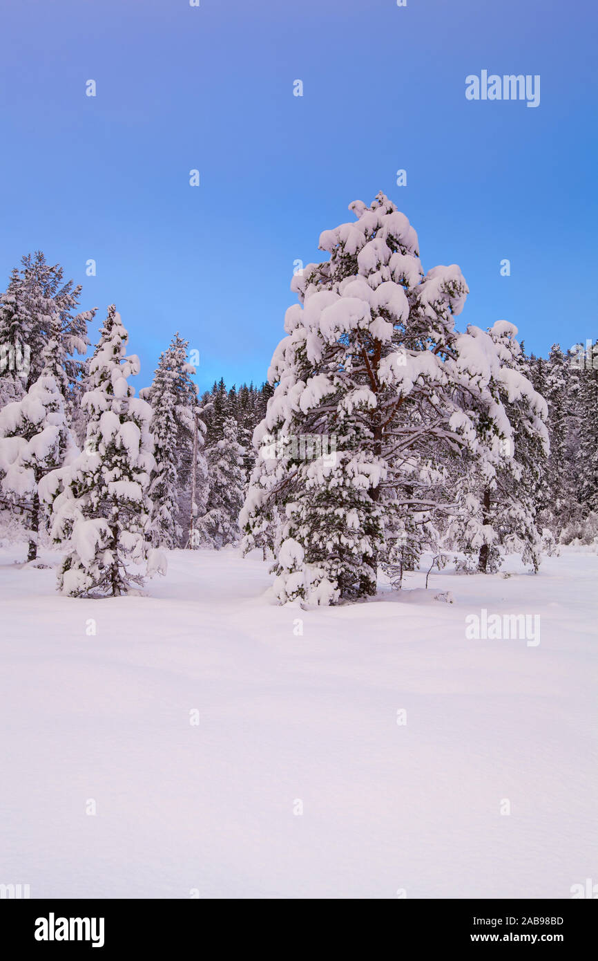 beautiful winter landscape snow tree Stock Photo - Alamy