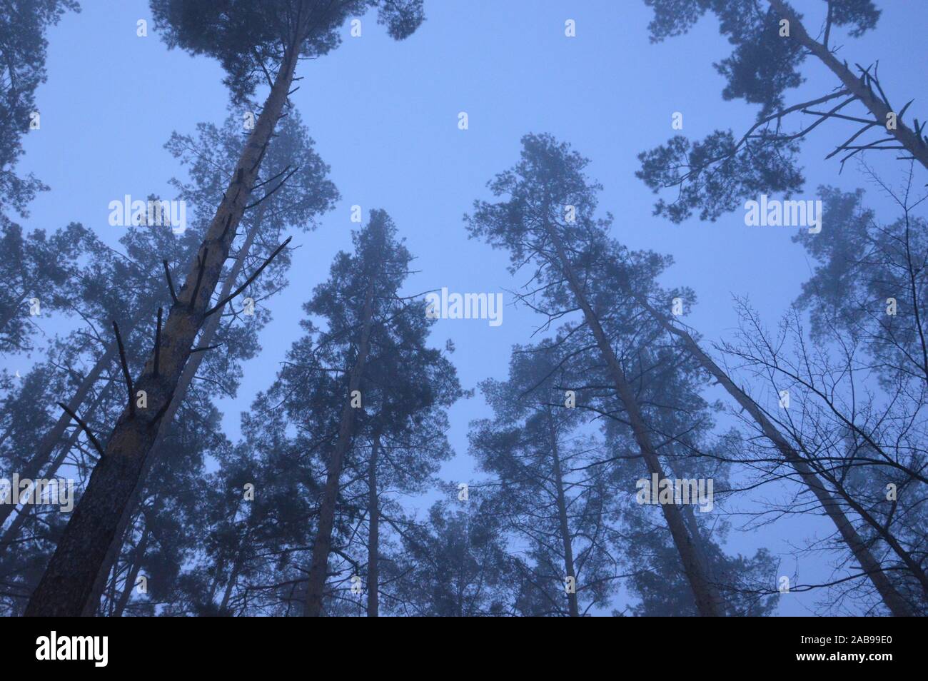Fog tree night hi-res stock photography and images - Alamy