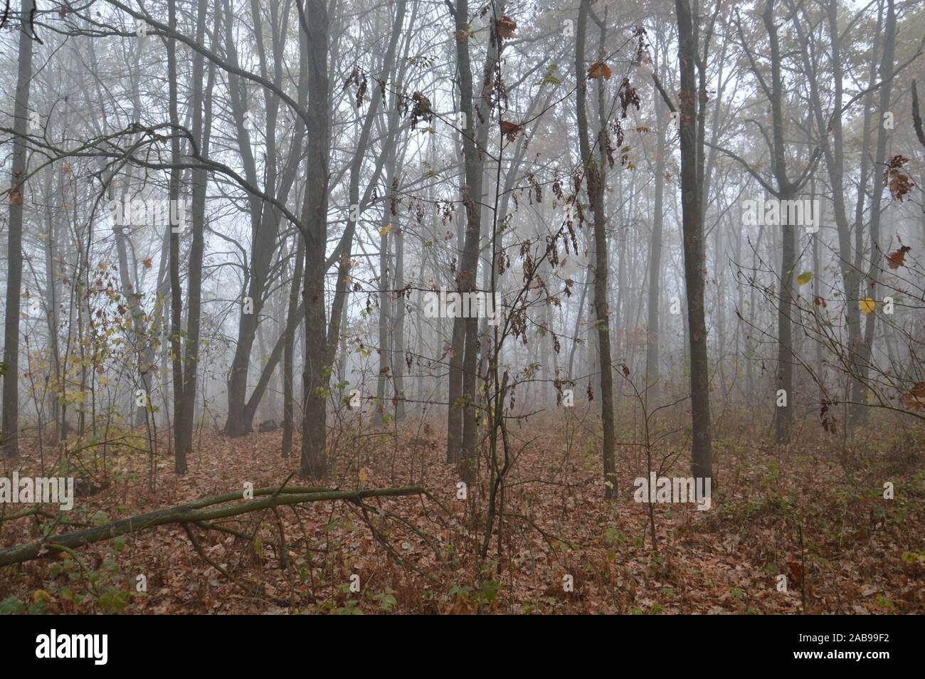 Fog tree night hi-res stock photography and images - Alamy
