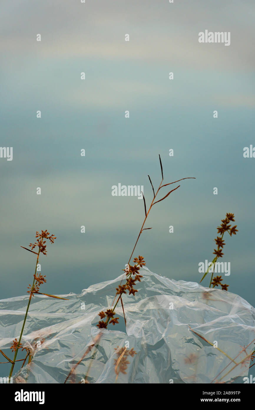 white film bag of plastic garbage cover on grass meadow flower ob blue ...