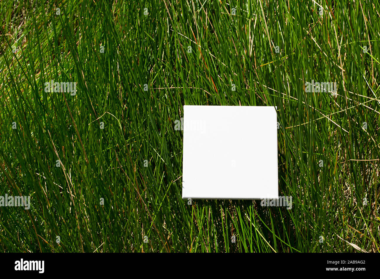 white texture rectangular canvas frame with yellow green nature grass ...