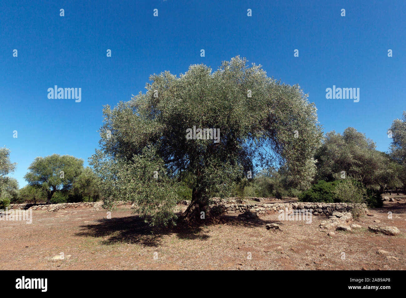 Big olive tree hi-res stock photography and images - Alamy
