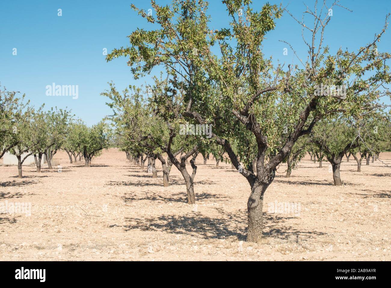 Walnut grove plantation hi-res stock photography and images - Alamy