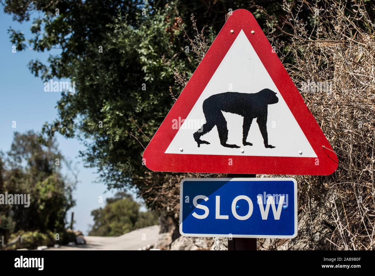 Monkey holding blank sign hi-res stock photography and images - Alamy