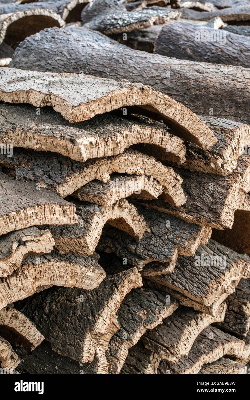 Corkwood Tree High Resolution Stock Photography and Images - Alamy