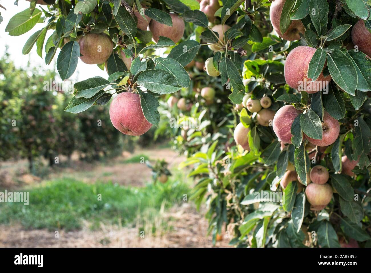 Red apples tree in the orchard Stock Photo - Alamy