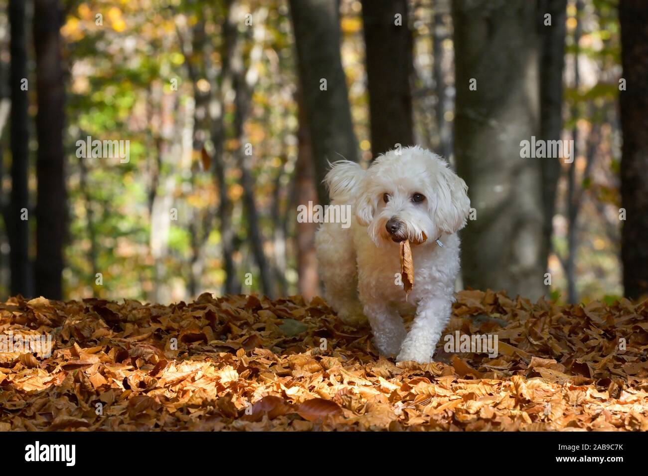 Malteses hi-res stock photography and images - Alamy