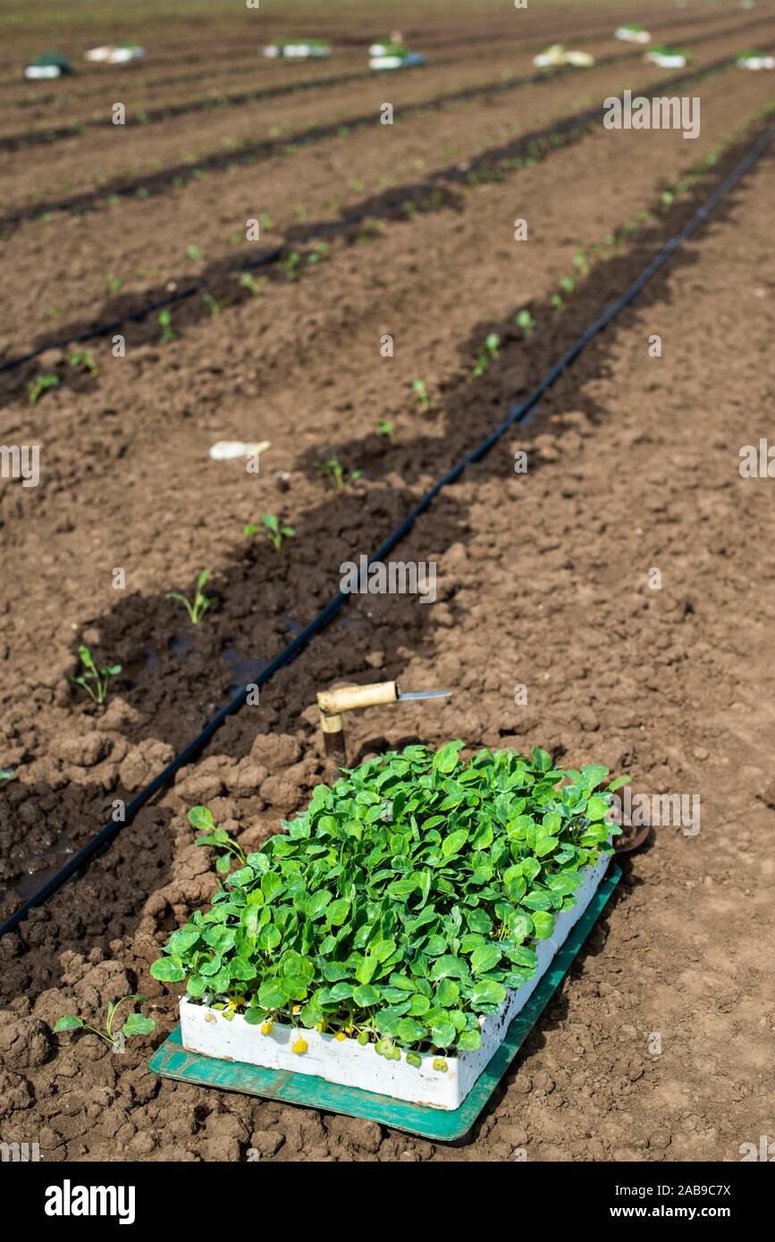 Broccoli farm planting hi-res stock photography and images - Alamy