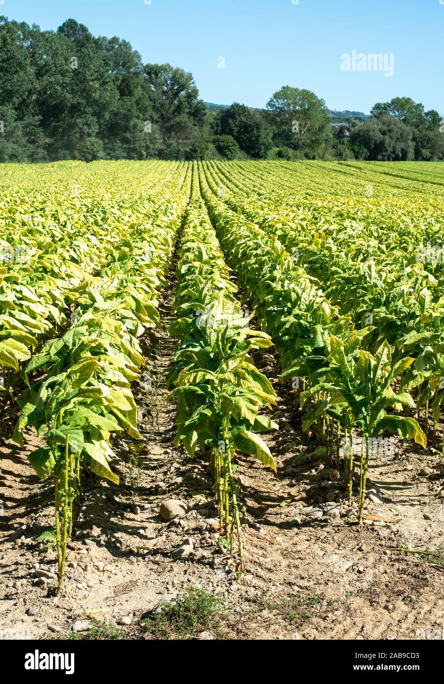 Tobacco Plantation High Resolution Stock Photography and Images - Alamy