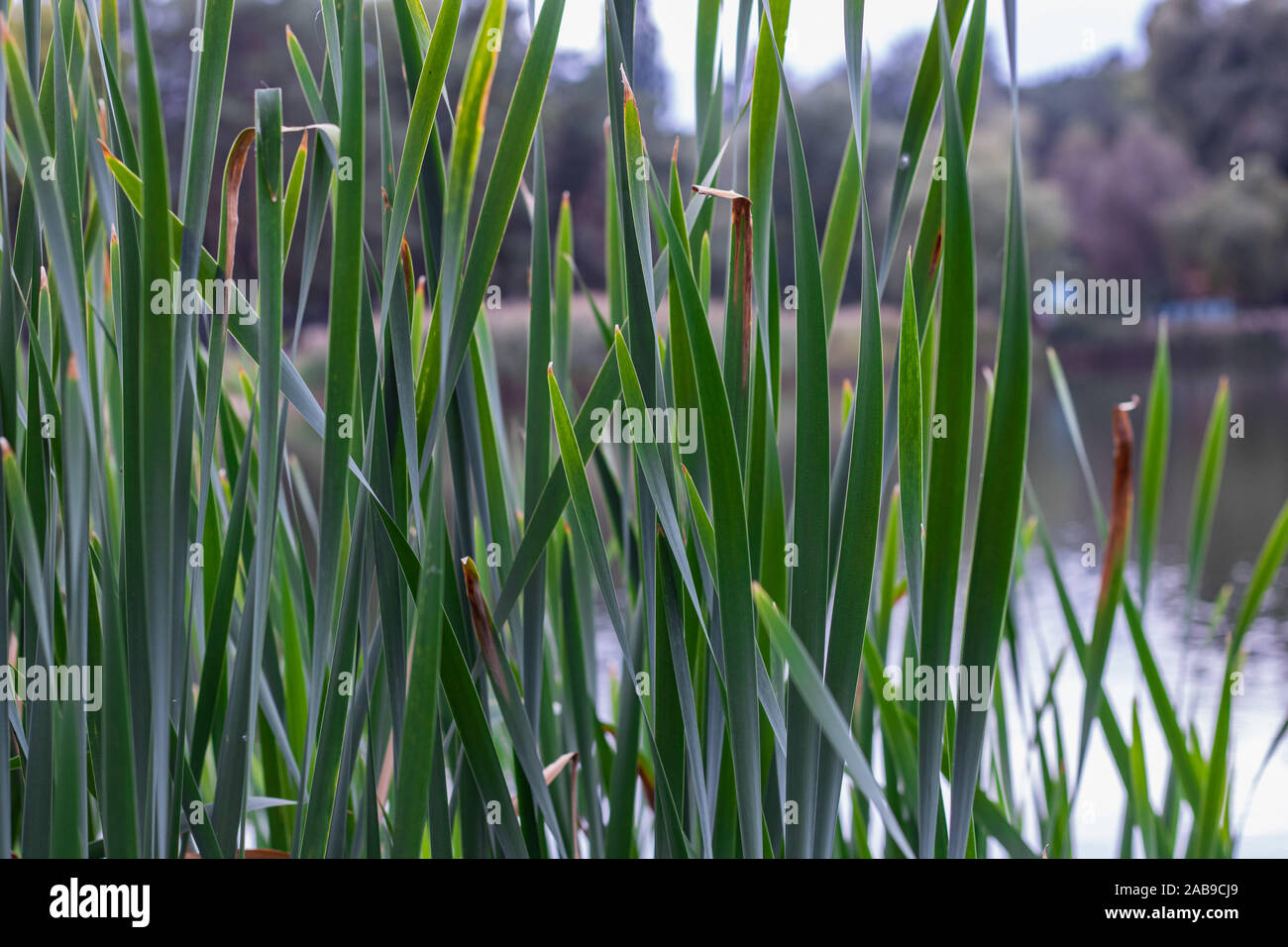 Reed mace on a lake background Stock Photo - Alamy