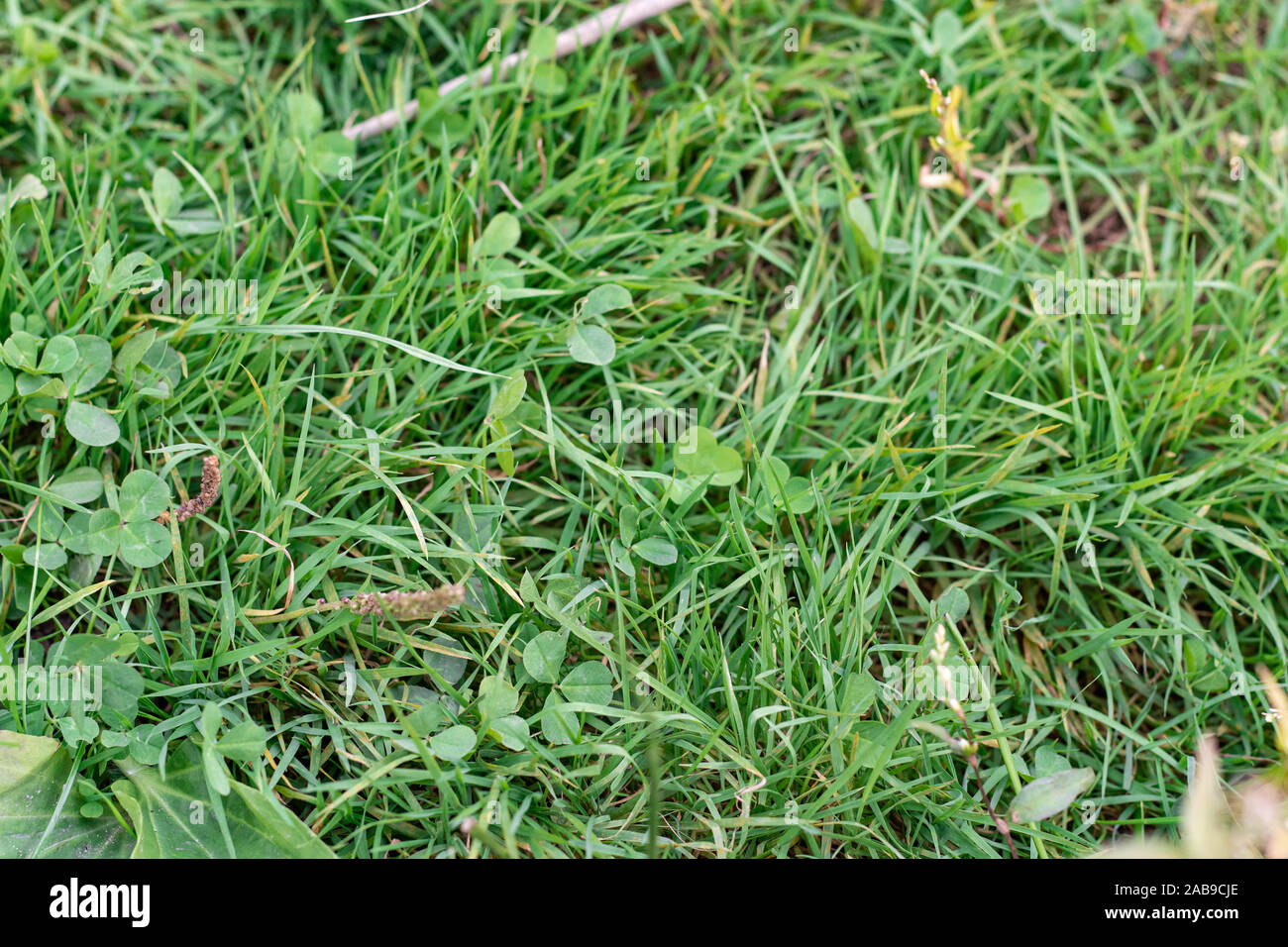 Green grass texture with clover Stock Photo - Alamy