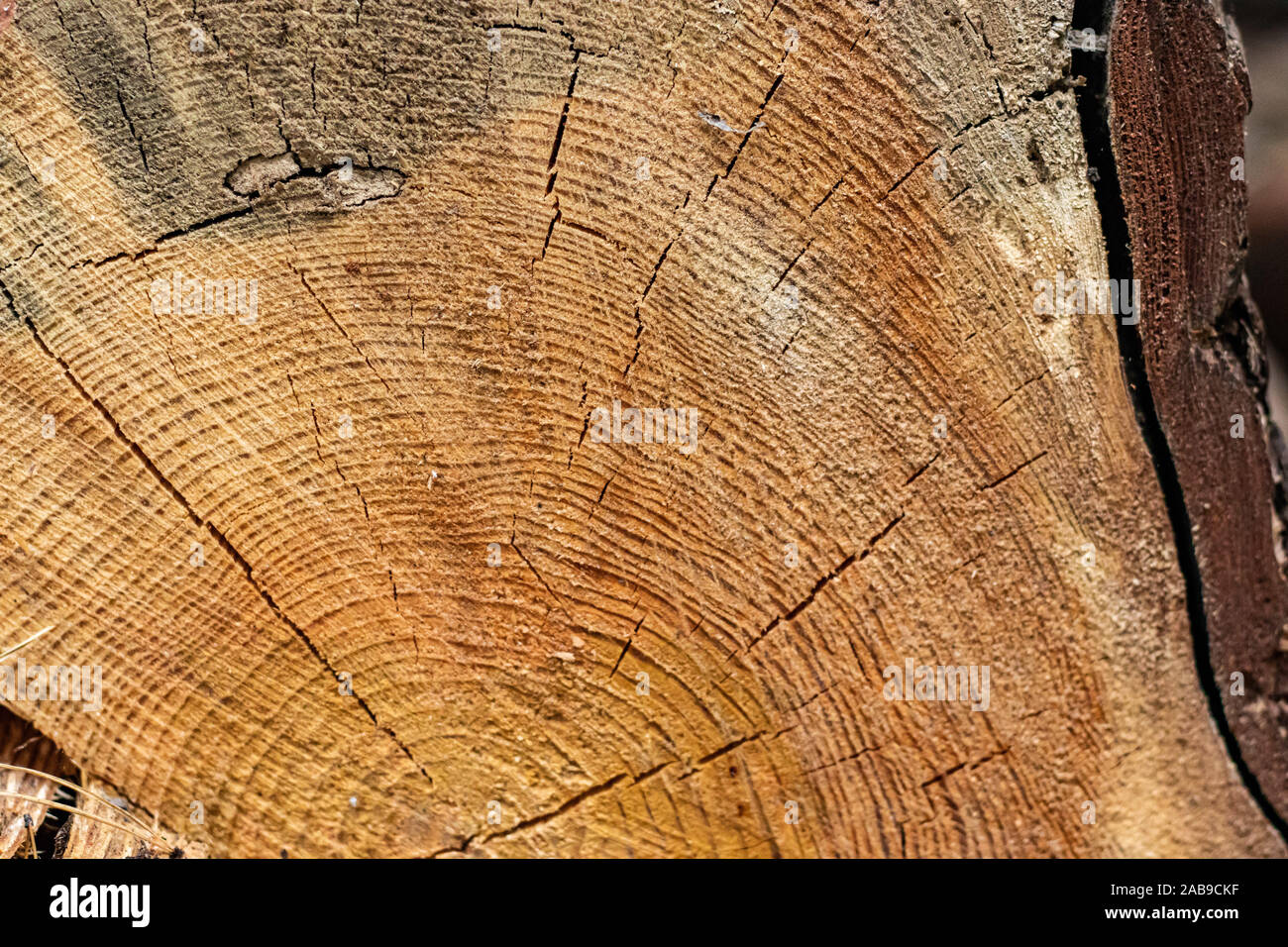 Cutted Pine tree, structure and texture of timber Stock Photo - Alamy