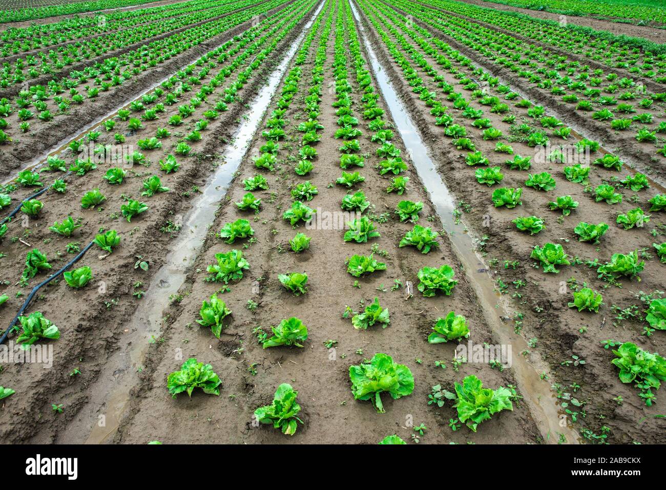 Iceberg lettuce water hi-res stock photography and images - Alamy