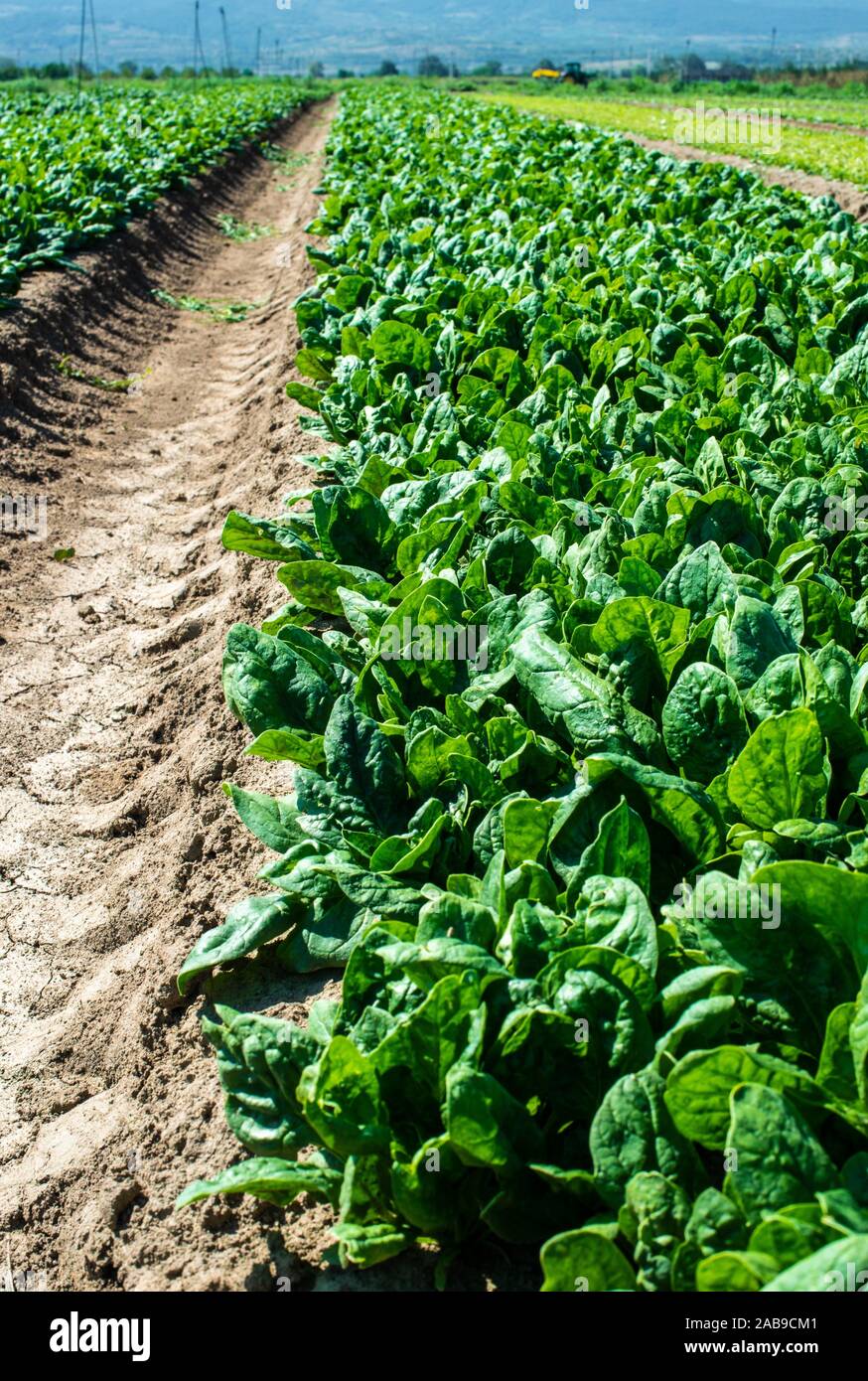 Bio spinach farm field hi-res stock photography and images - Alamy