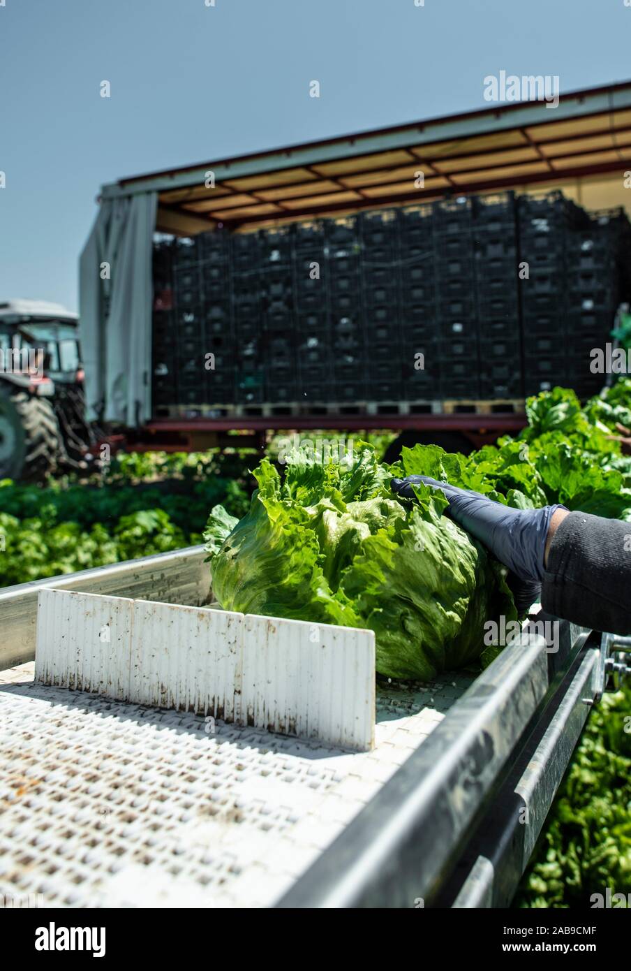 Tractor with production line for harvest lettuce automatically. Lettuce ...