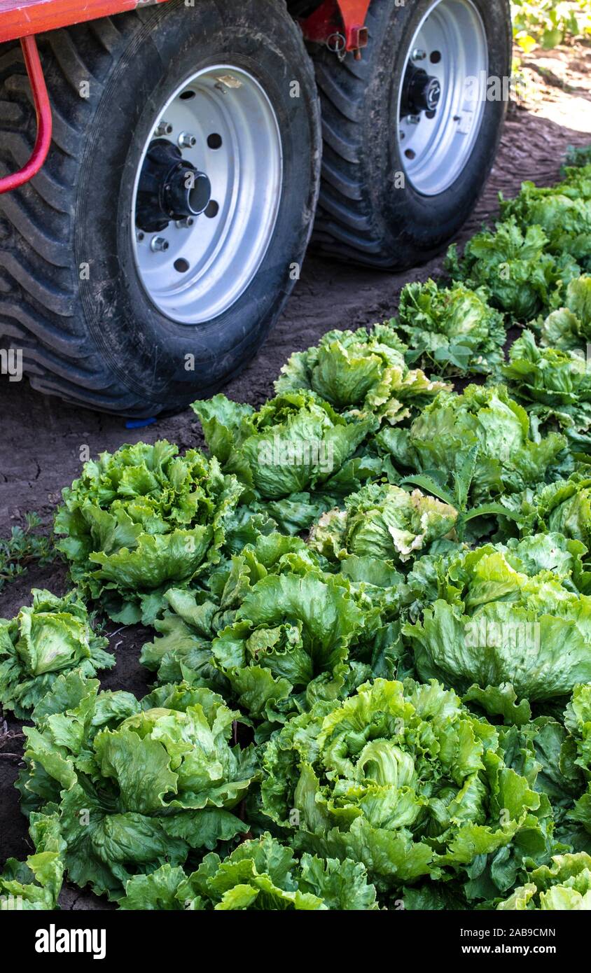 Lettuce farmer tractor hi-res stock photography and images - Alamy