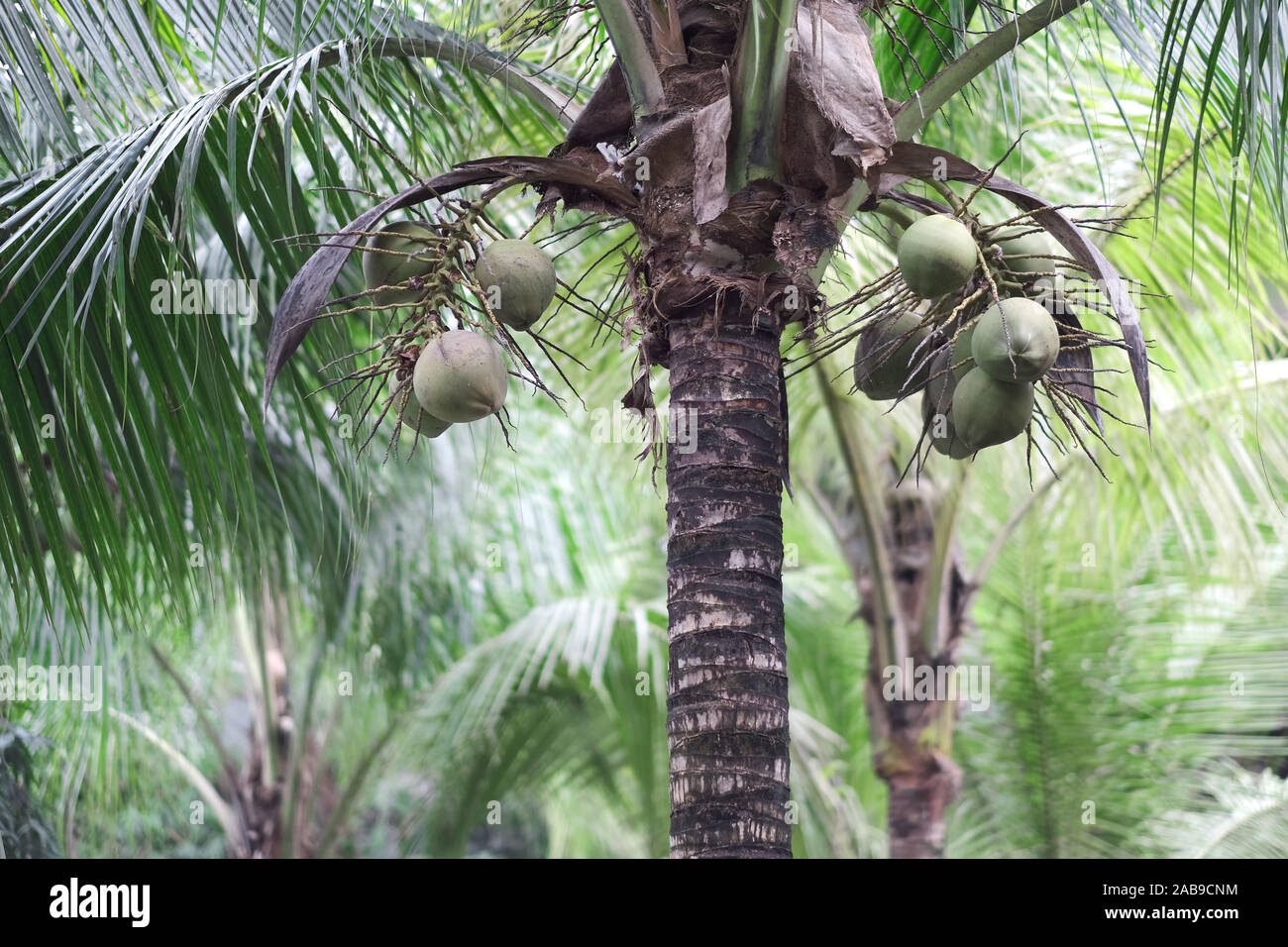 Coconut tree immature green coconuts hi-res stock photography and ...