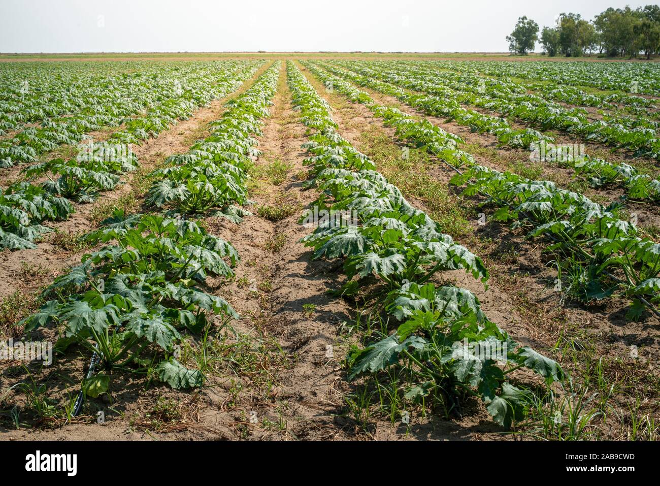 Zucchini in the field. Growing zucchini in rows. Sunny day Stock Photo ...