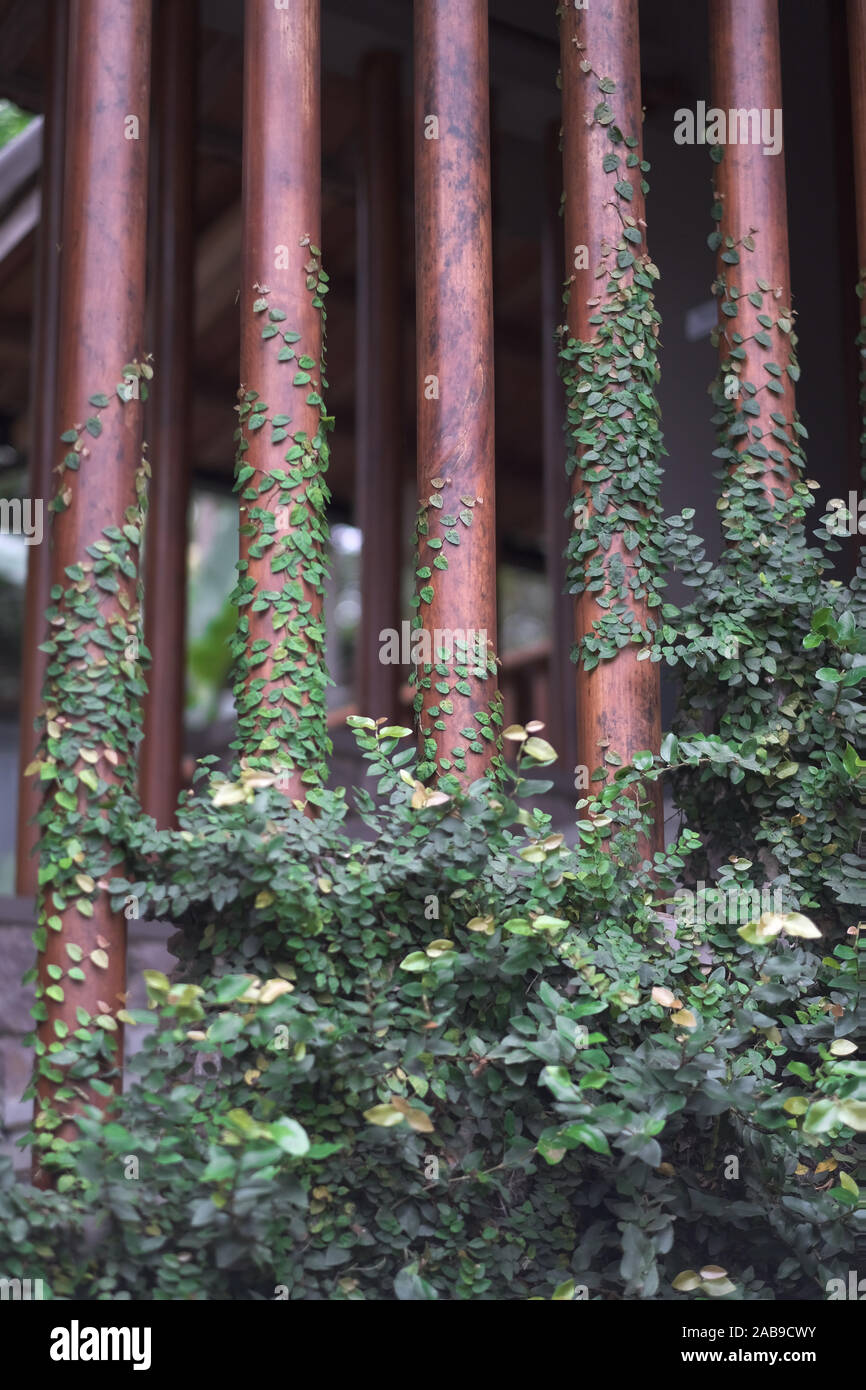 The smooth surface of wooden columns is twined with climbing plants ...