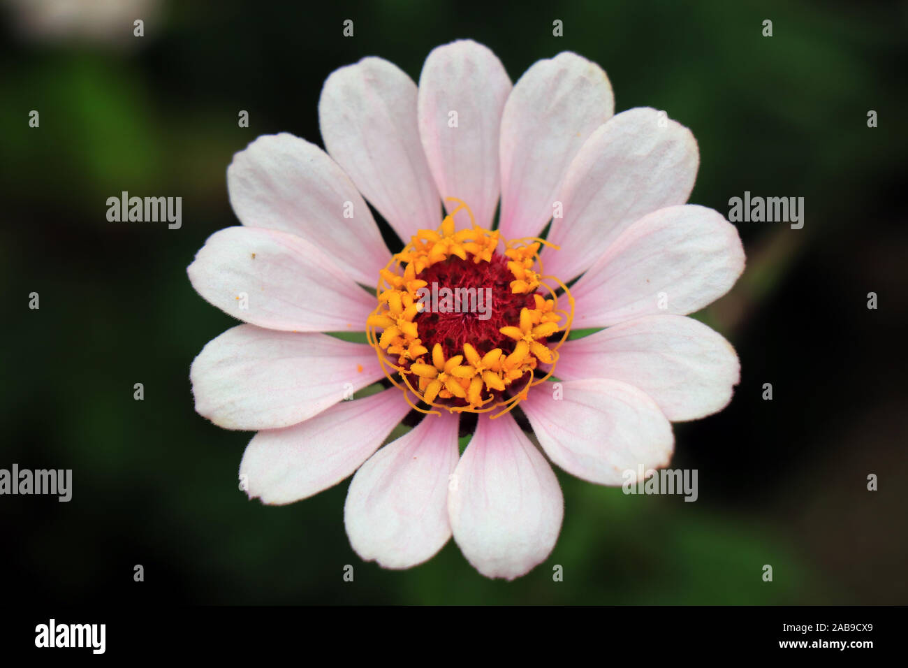 Purple Zinnia is elegantly bathed in the sunshine of a summer day. Zine ...