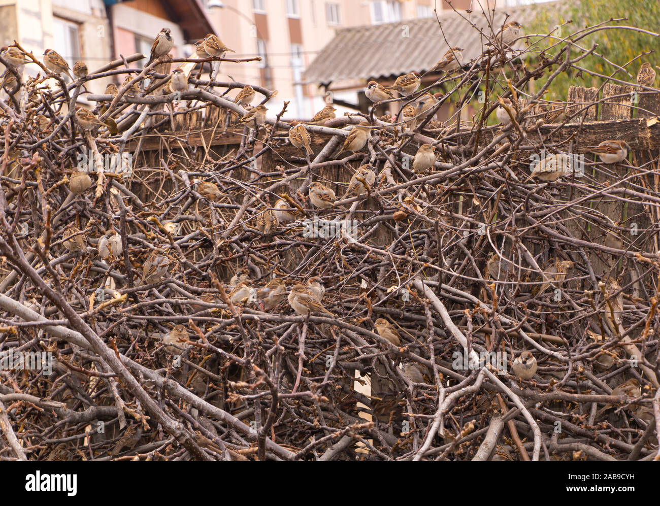 Many sparrows sitting on hi-res stock photography and images - Alamy