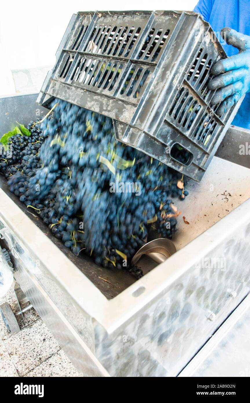 Grape crushing hi-res stock photography and images - Alamy