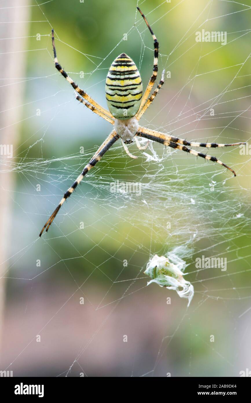 Spider in a garden. Grenn and yellow lines spider Stock Photo - Alamy