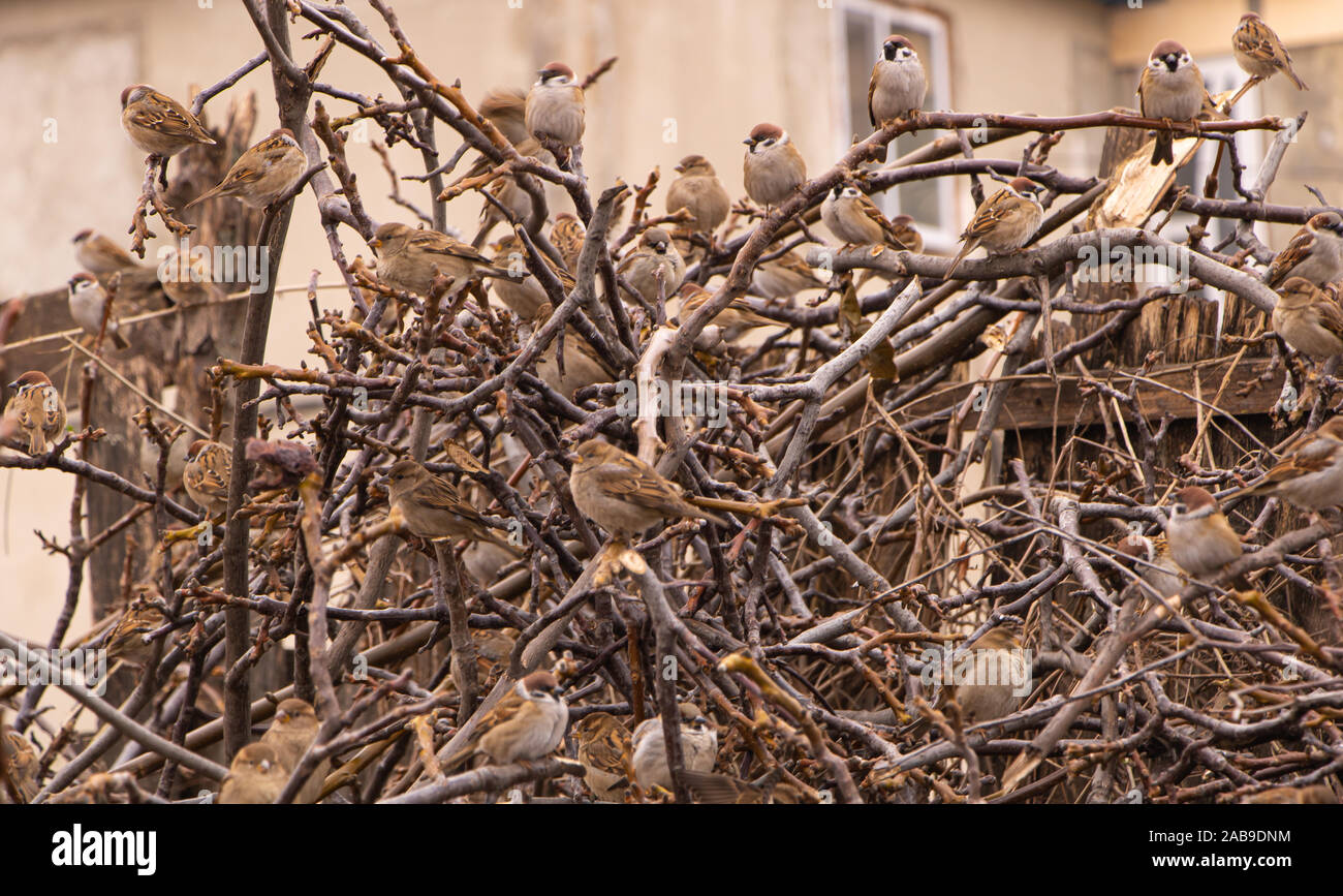 A lot of sparrows are sitting on branches Stock Photo - Alamy