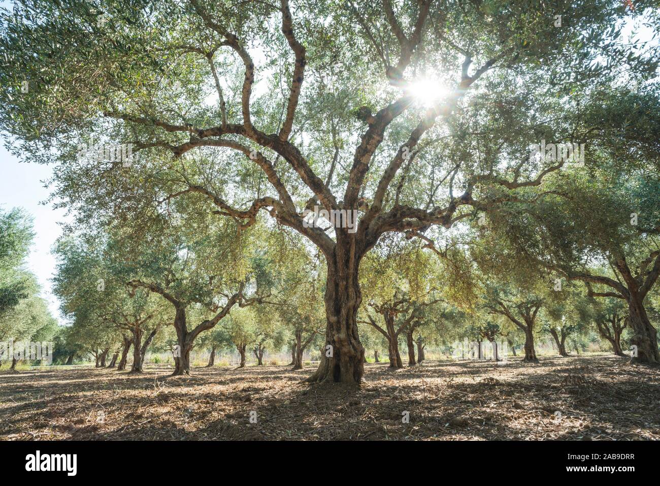 Olive trees and sun rays. Olive plantation Stock Photo - Alamy