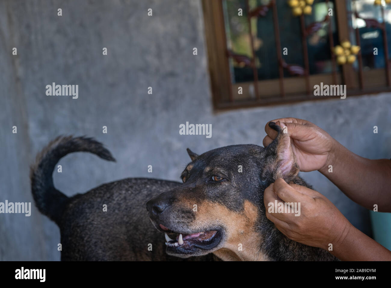 Human animal bond hi-res stock photography and images - Alamy