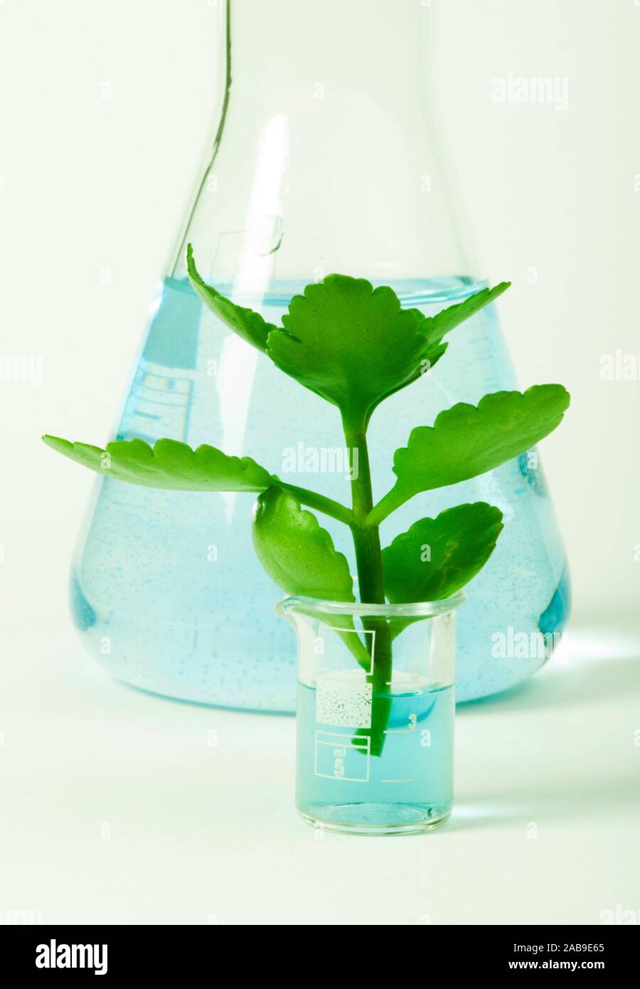 Green plants in laboratory equipment on white background Stock Photo ...