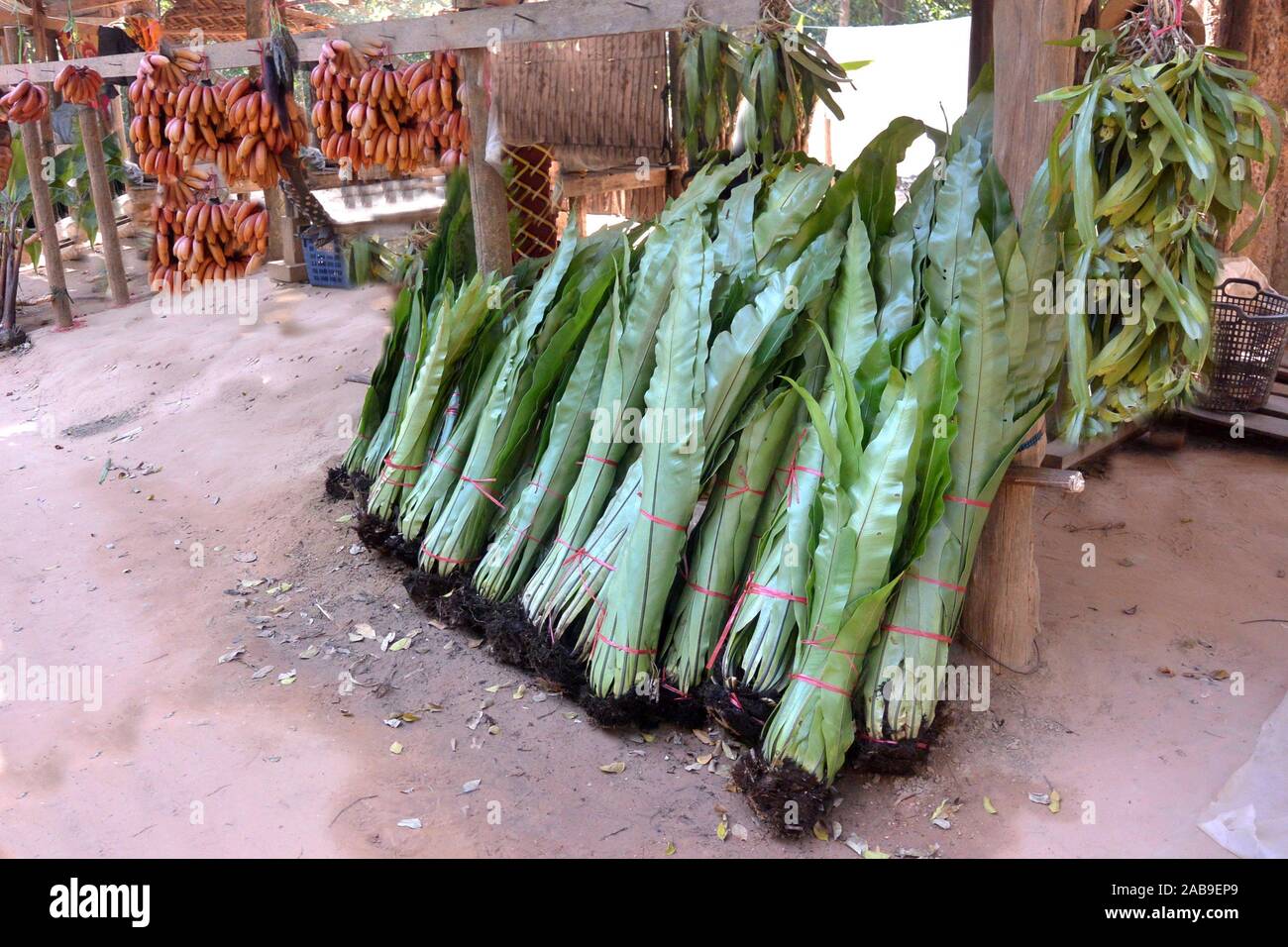 Real banana hi-res stock photography and images - Alamy