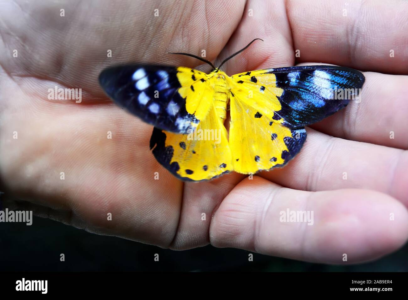 Asian Butterfly High Resolution Stock Photography and Images - Alamy
