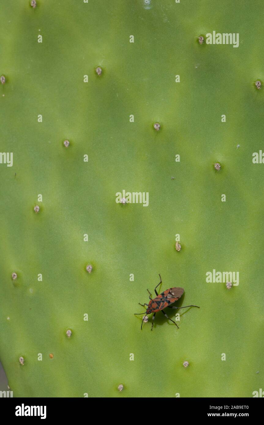 Seed bug (Spilostethus pandurus) on a pad of barbary fig (Opuntia ...