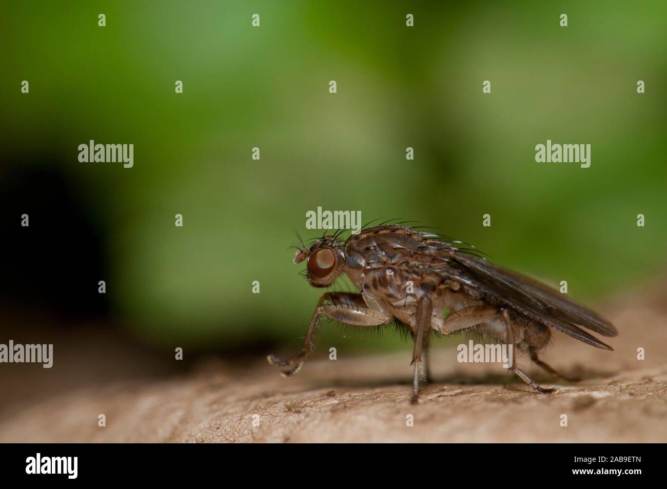 Spanish fly insect hi-res stock photography and images - Alamy