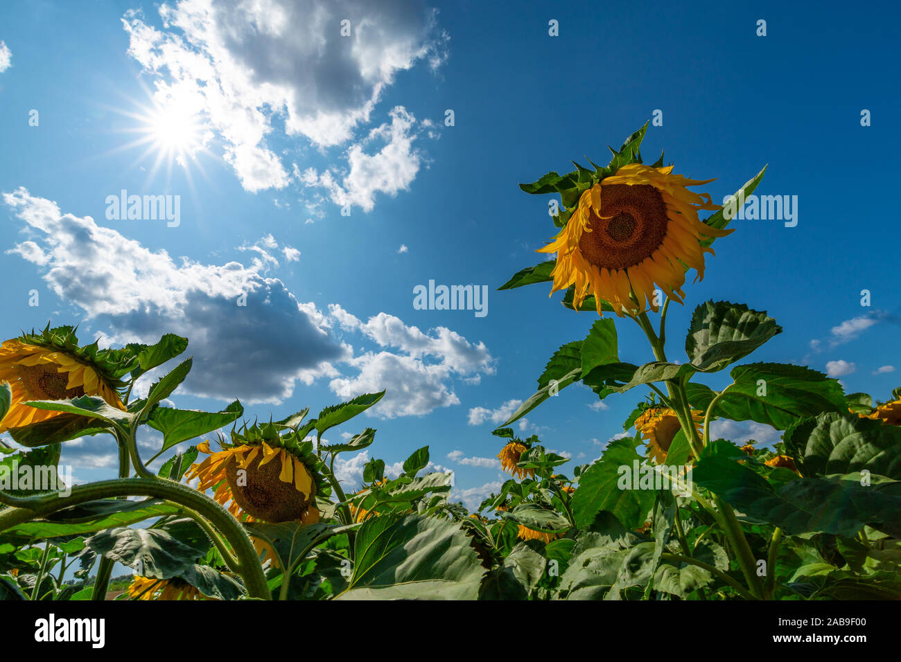 Sunny sunflower field hi-res stock photography and images - Alamy
