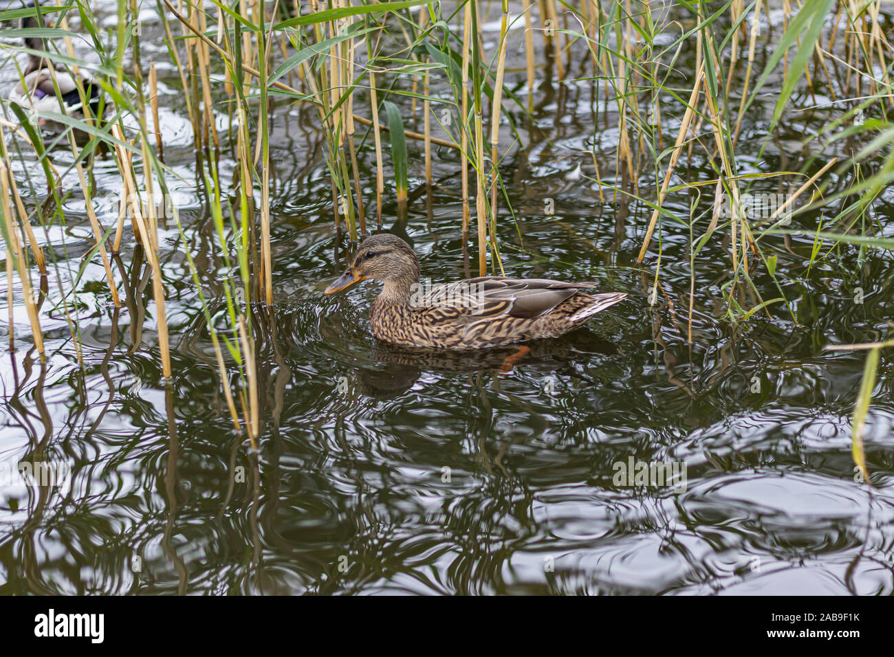 Urban Duck hiding in reed Stock Photo - Alamy