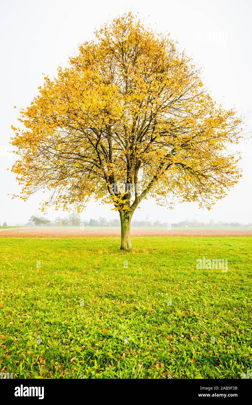 Golden leaf tree hi-res stock photography and images - Alamy