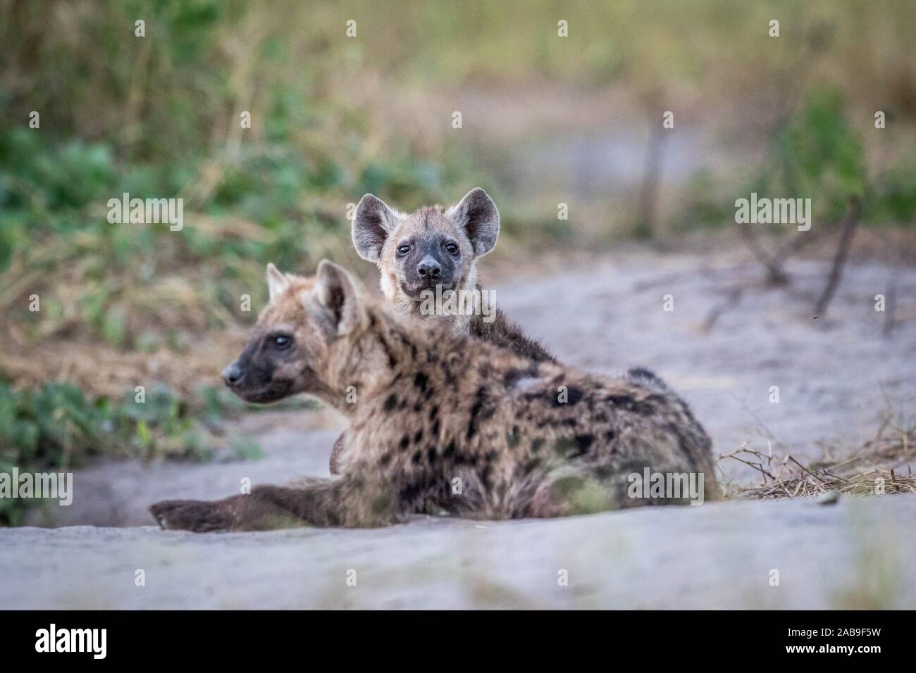 Young spotted hyena lying down hi-res stock photography and images - Alamy