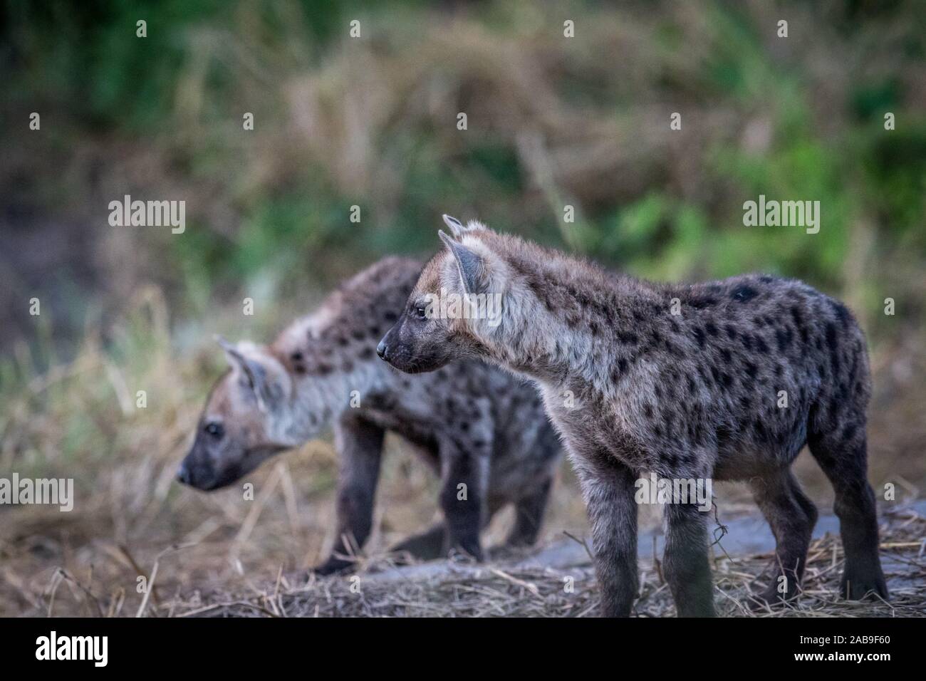 Two hyena hi-res stock photography and images - Alamy