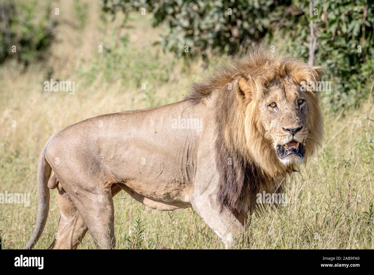 Big male lion hi-res stock photography and images - Alamy