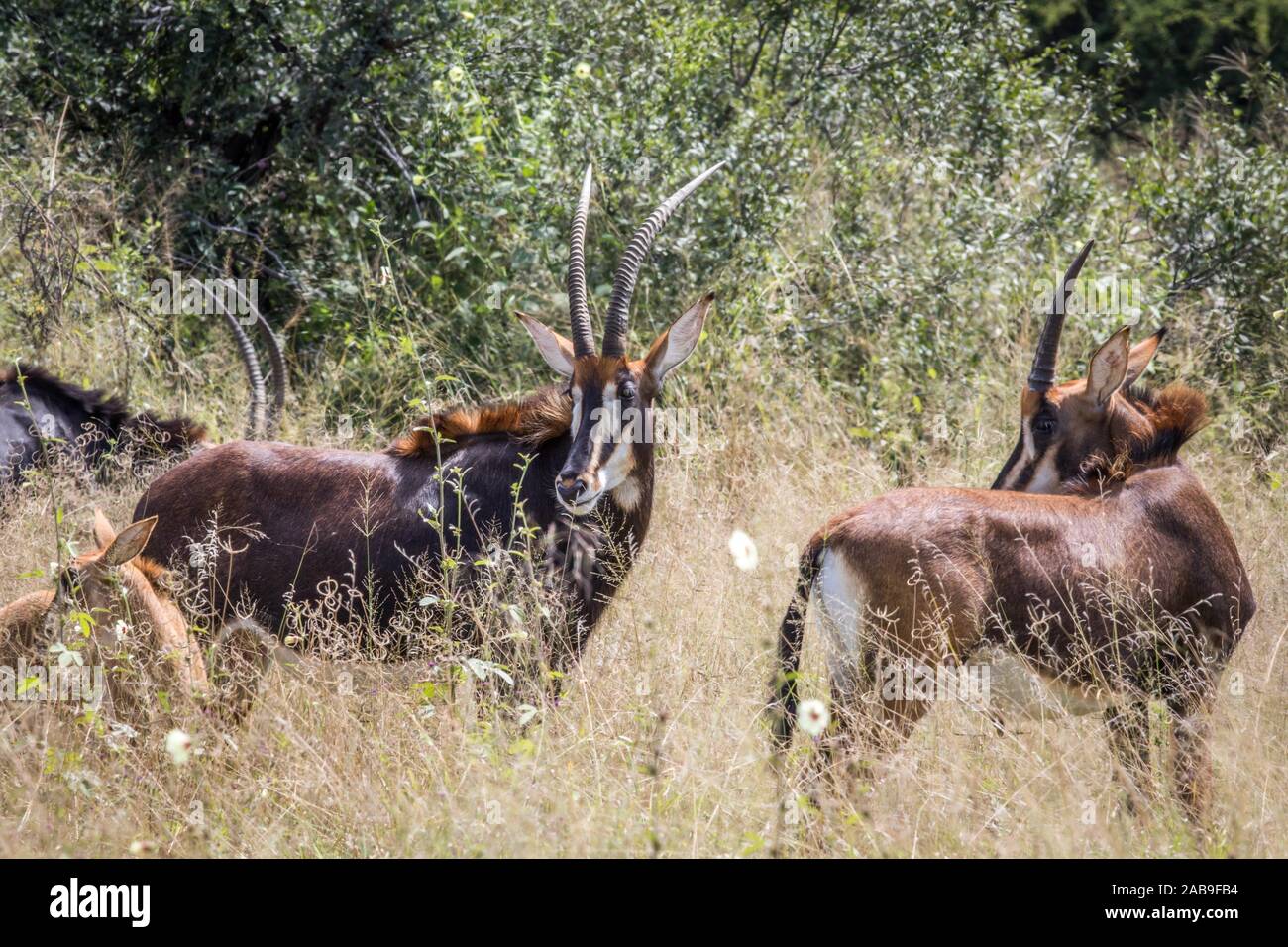 Sable antelopes hi-res stock photography and images - Alamy