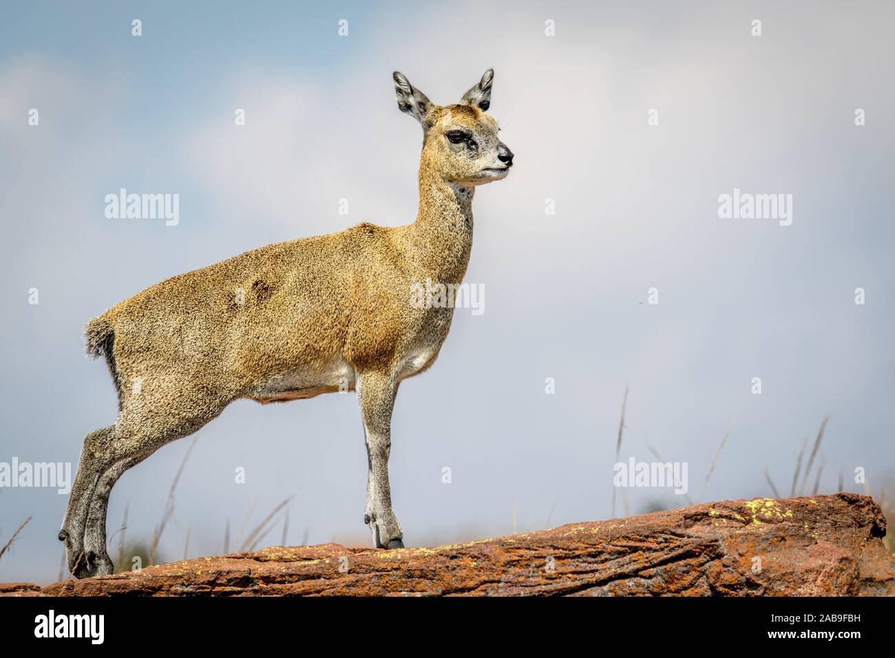 Klipspringer In Kruger National Park High Resolution Stock Photography ...
