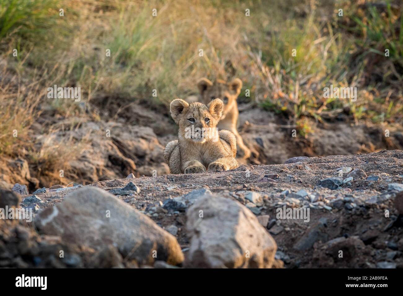 Angry lion cub hi-res stock photography and images - Alamy